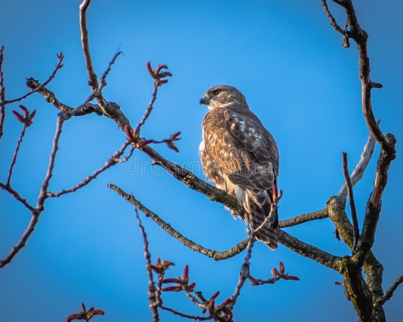 Closeup of Hawk Perching on a Branch of Withered Plant Stock Image ...