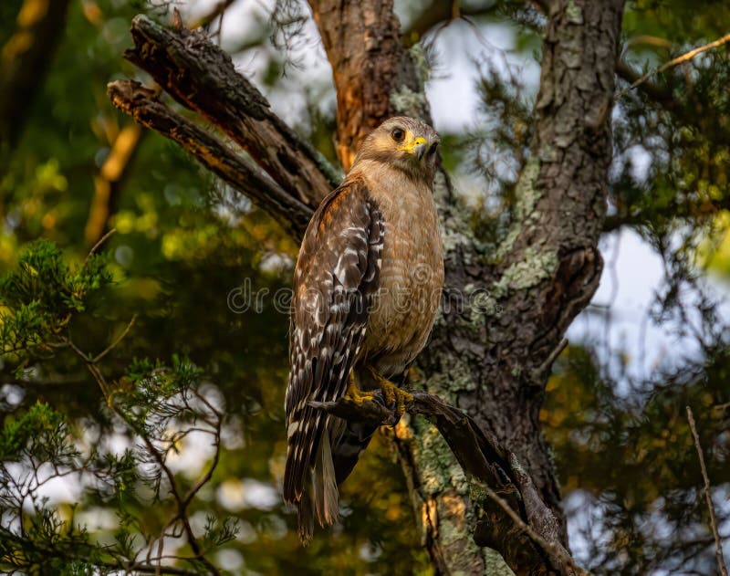Closeup of a Hawk on a Tree Stock Photo - Image of wildlife, closeup ...