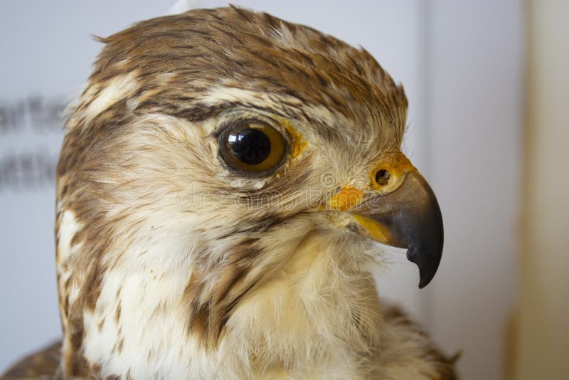 Closeup of Hawk Turning Head - Taxidermy - Stuffed Bird Stock Photo ...