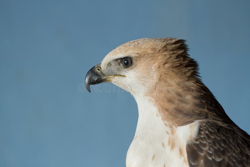 Closeup hawk upper body stock image. Image of predator - 44011321