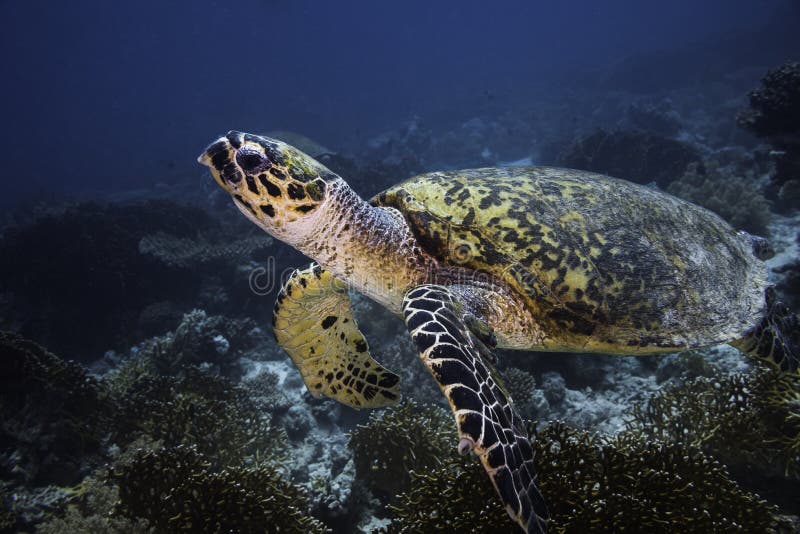 Closeup of a Hawksbill Sea Turtle Underwater on the Reef Stock Image ...