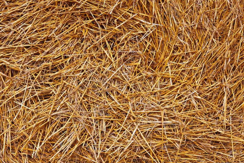 Closeup of hay background stock image. Image of bale - 26273749