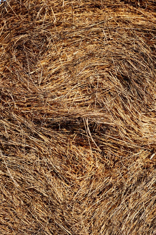 Closeup Haystack in Sunlight with Texture Stock Photo - Image of food ...