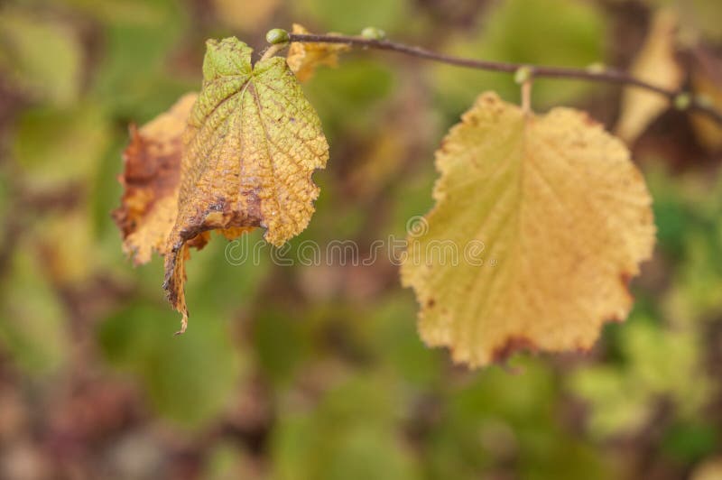 Hazel Tree Leaves in Autumn Stock Photo - Image of forest, park: 100810356