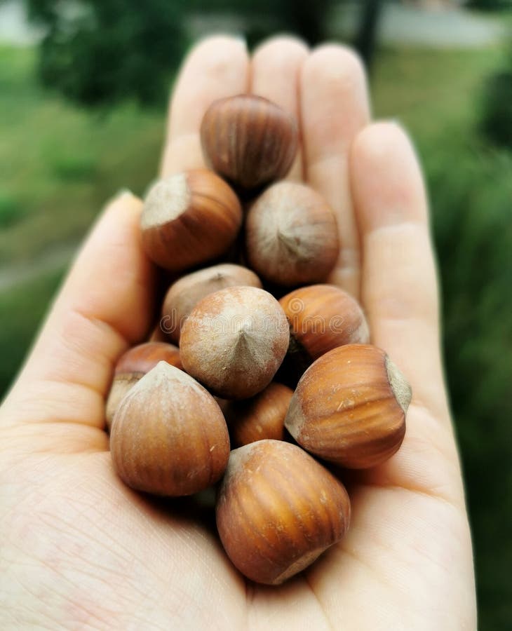 A Handful of Whole Hazelnuts. Stock Photo - Image of healthy, nuts ...