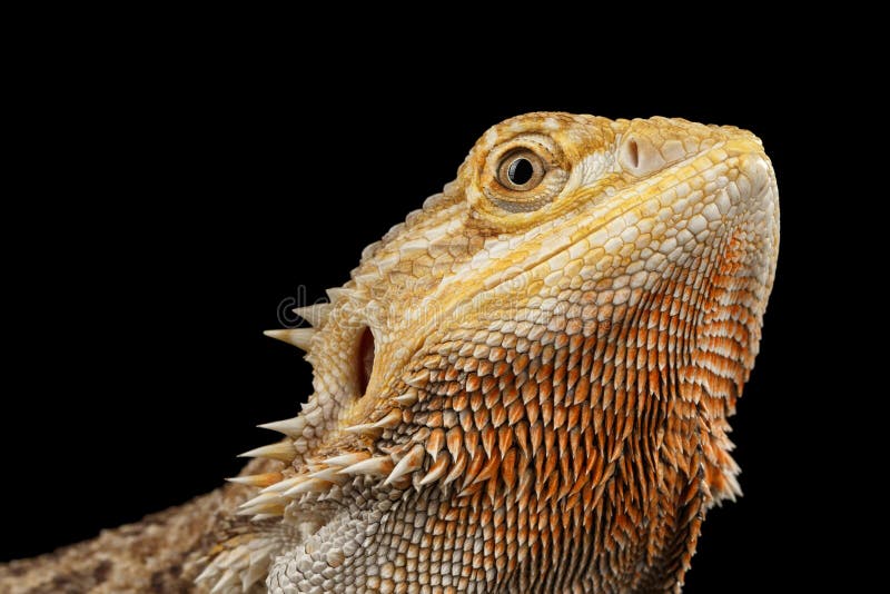 Closeup Head of Bearded Dragon Llizard, Agama, Isolated Black ...