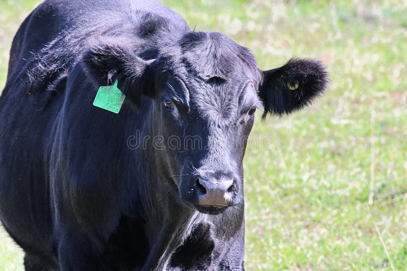 Closeup of the Head of a Black Cow with Ear Tag Stock Photo - Image of ...