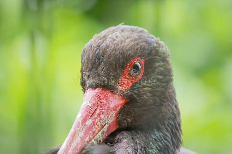 Closeup of the Head of Black Stork with Long and Sharp Red Bill Stock ...