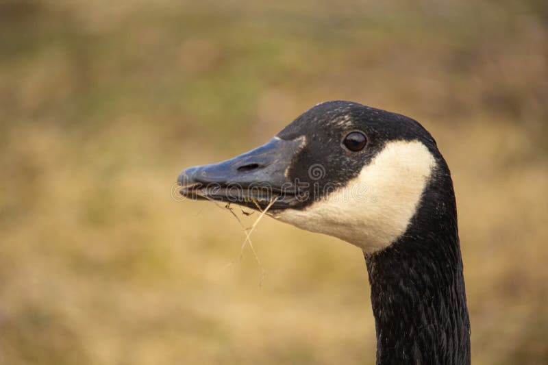 Closeup of the Head of Brant or Canadian Goose Stock Image - Image of ...