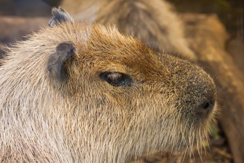 Closeup of the Head of a Capybara Stock Image - Image of mammal, animal ...