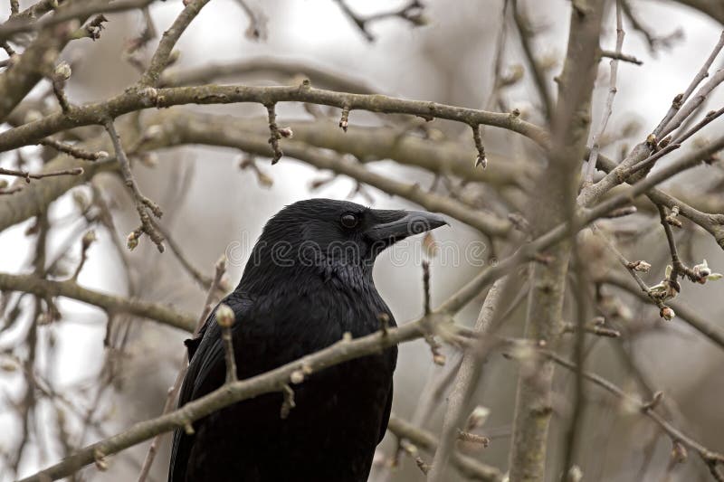 Closeup of the Head of a Carrion Crow Stock Photo - Image of crow, park ...