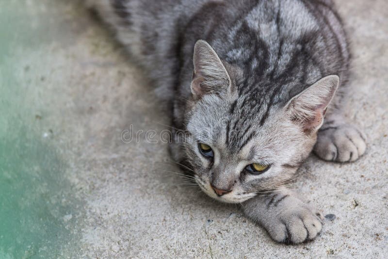 Closeup a head of cat stock photo. Image of eyes, hair - 63638954
