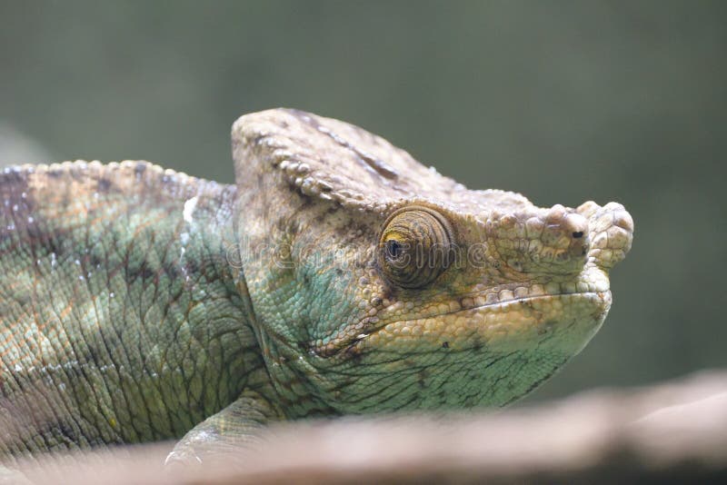 Closeup of the Head of a Chameleon Lizard Blending in with the ...