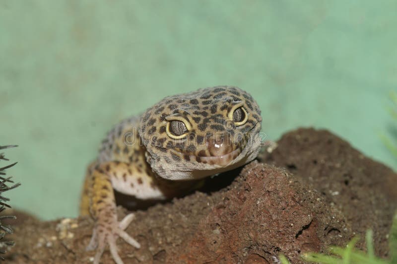 Closeup on the Head of a Common Leopard Gecko , Eublepharis Macularius ...
