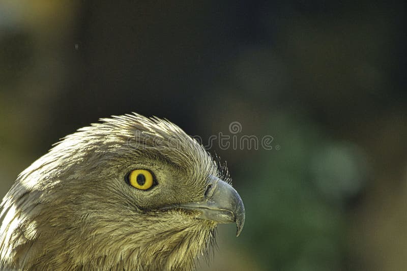 Head of falcon 4 stock image. Image of outdoors, outdoor - 12145363