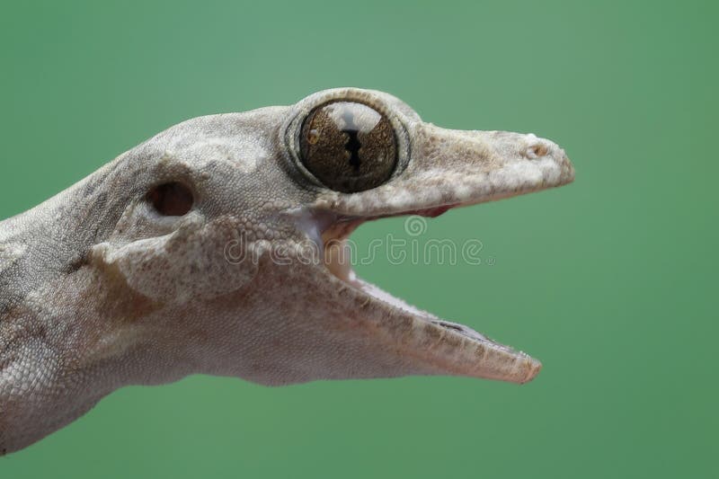 Closeup Head a Flying Gecko Stock Image - Image of south, asian: 302210807