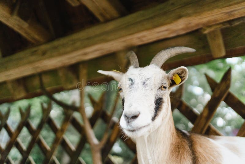 Closeup of the Head of a Goat on a Farm Stock Image - Image of ...