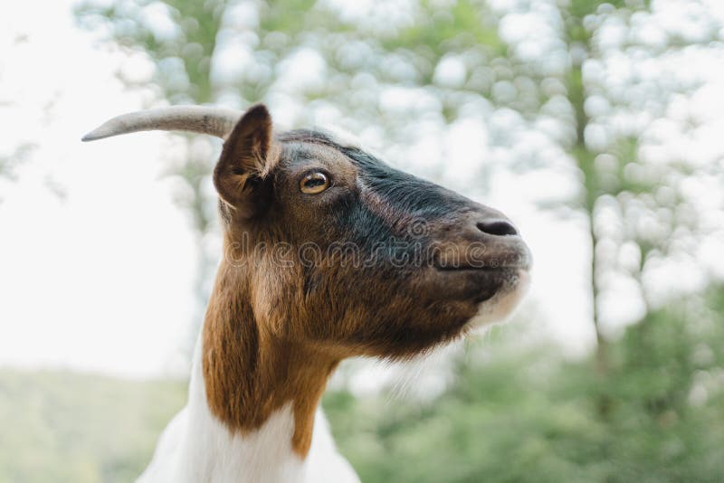 Closeup of the Head of a Goat on a Farm Stock Image - Image of nature ...