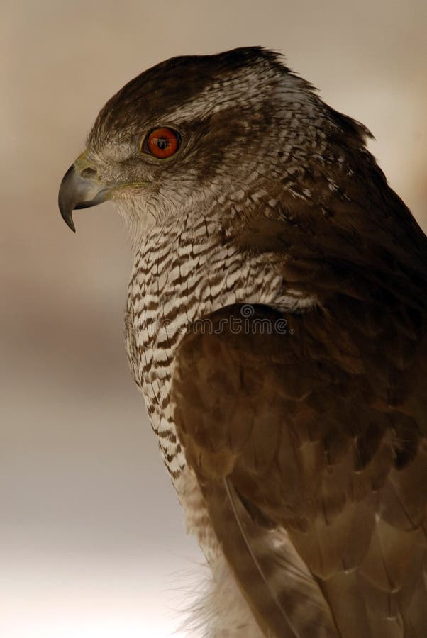 Head of a goshawk stock image. Image of griffon, autumn - 261587455