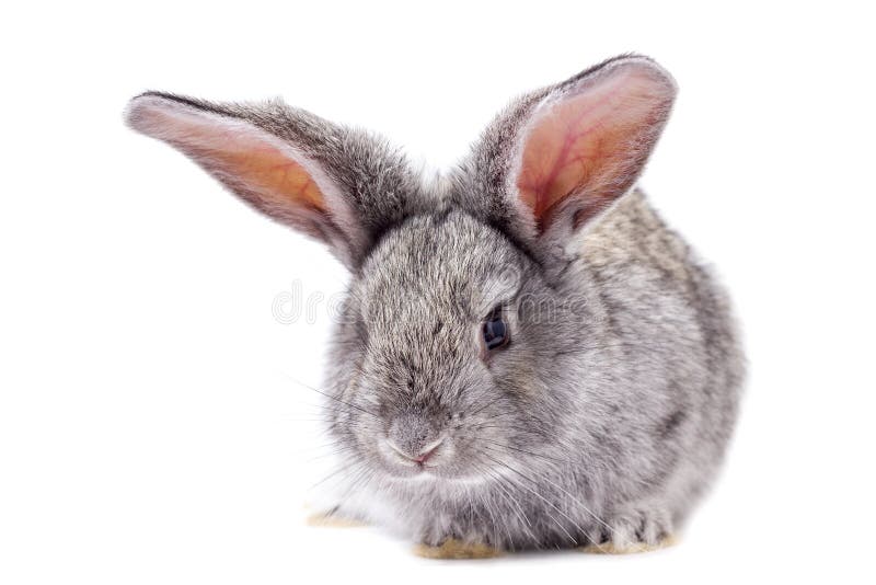 Closeup Head, Gray Fluffy Rabbit, Stock Image - Image of nice, furry ...