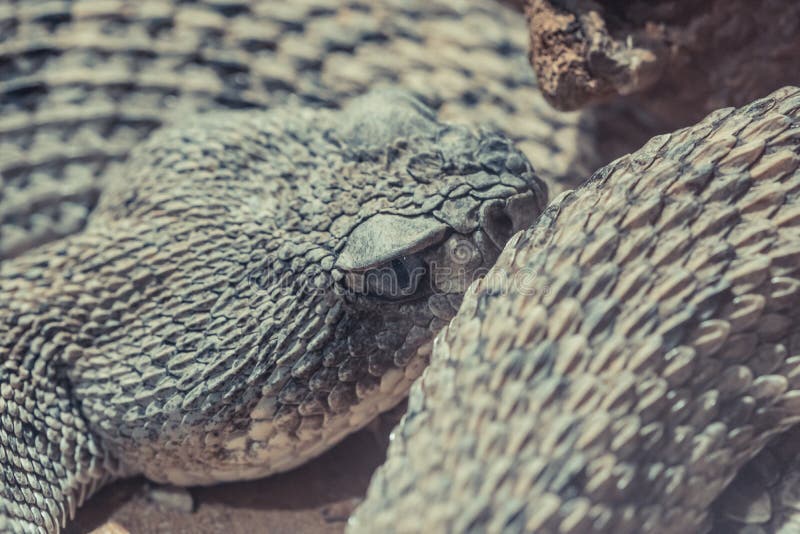Closeup of the Head of a Huge Snake with an Evil Look Stock Image ...