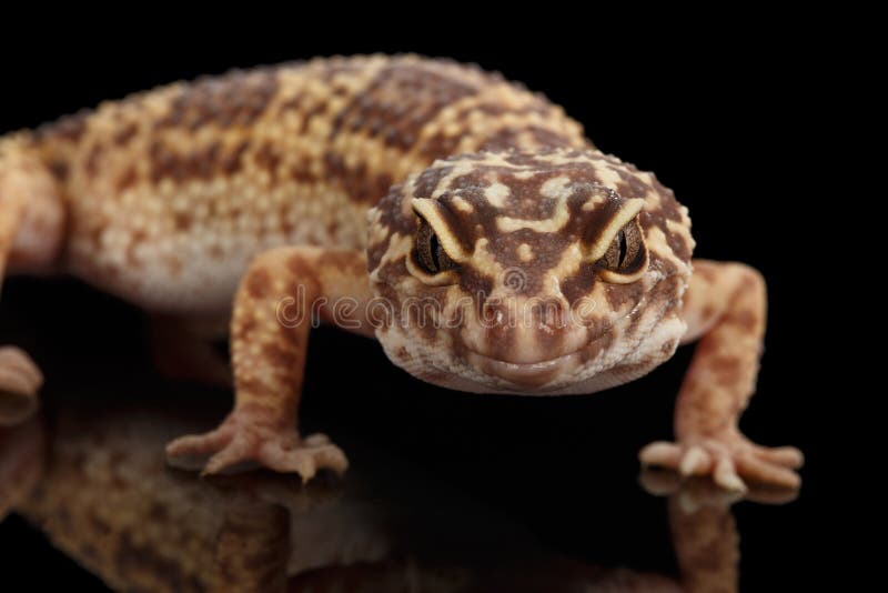 Closeup Head of Leopard Gecko Eublepharis Macularius Isolated on Black ...