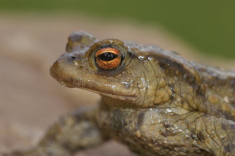 Closeup on the Head of a Male Common European Toad, Bufo Bufo Stock ...