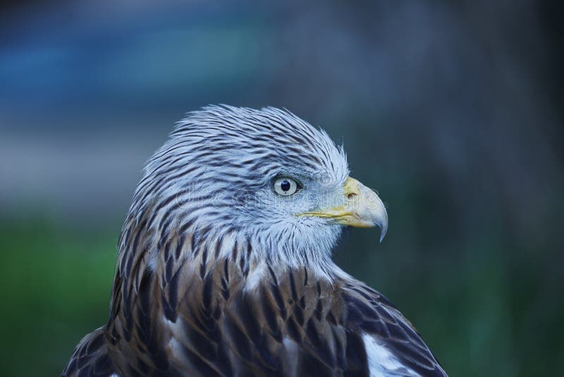 Red Kite stock photo. Image of fierce, bird, nature - 158436836