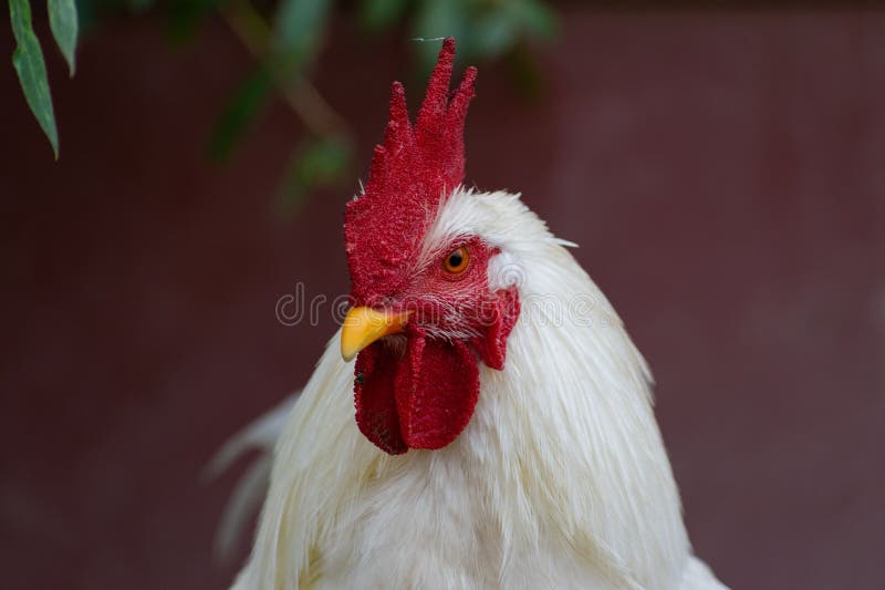Closeup of a Head of a Rooster Stock Image - Image of rural, mammal ...