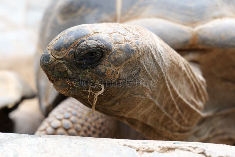 Closeup of a Head of Sea Turtle Stock Image - Image of turtle ...