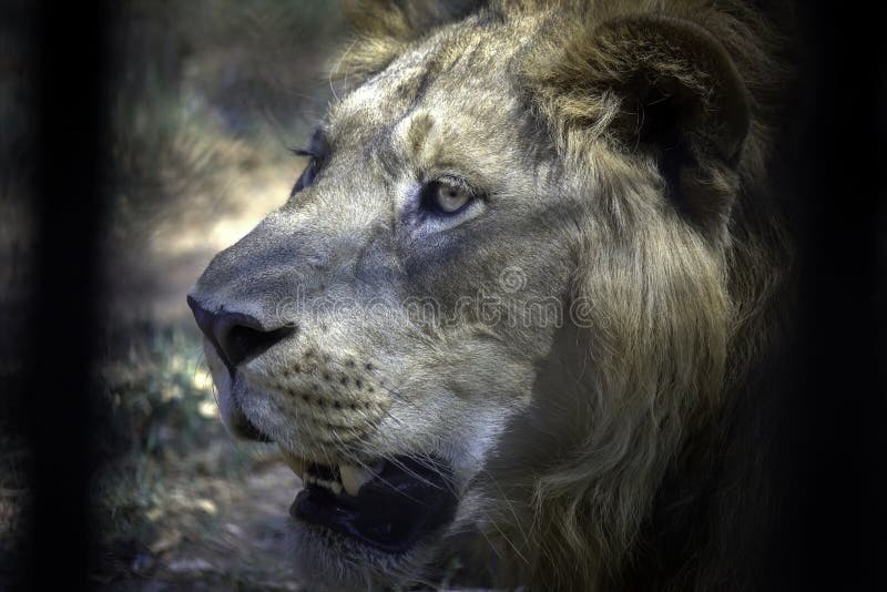A Closeup Head-shot of an Asiatic Lion Stock Image - Image of hostile ...