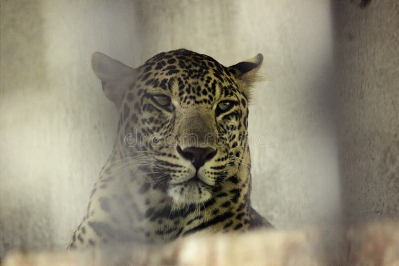 A Closeup Head Shot of a Leopard Captured in India Stock Image - Image ...