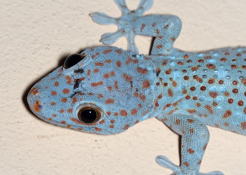 Close Up Head of Tokay Gecko is on the Wall Stock Photo - Image of ...