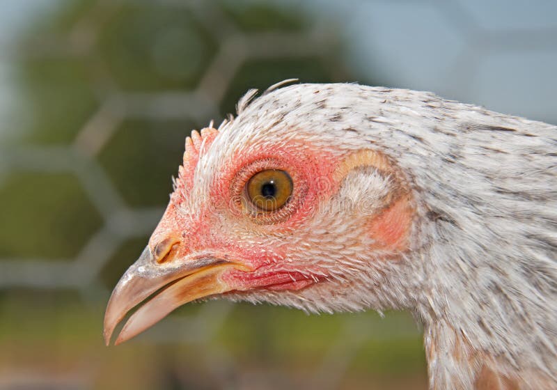 Closeup of a Head of a Young Hen Stock Photo - Image of beak, poultry ...