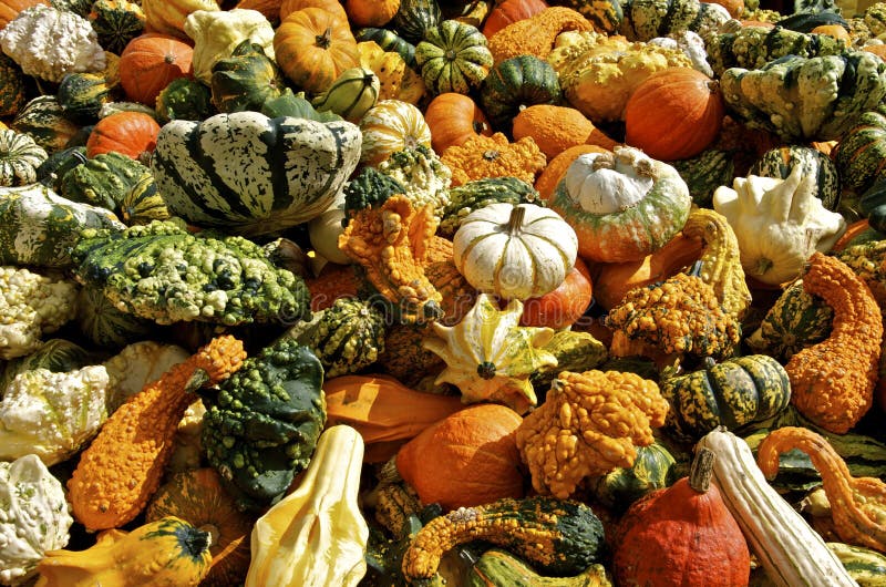 Closeup of a Heap of Different Types of Fall Colorful Squashes Stock ...