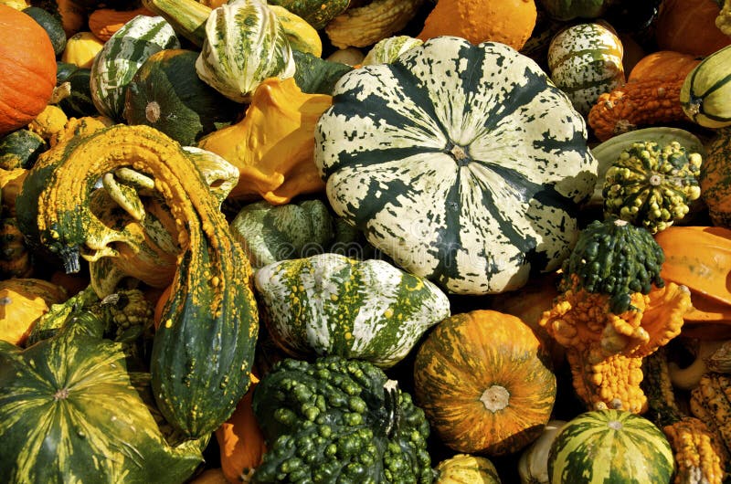 Closeup of a Heap of Different Types of Fall Colorful Squashes Stock ...