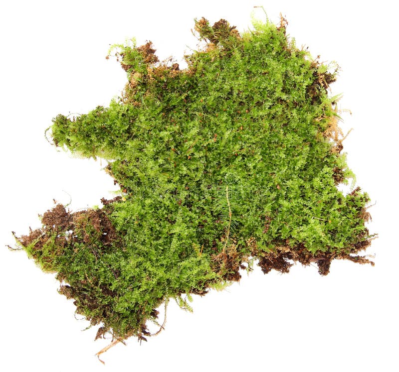 Clump Of Green Moss Isolated On White Background Stock Photo - Image of ...