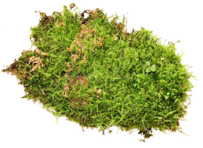A Clump of Green Moss Isolated on a White Background Stock Image ...