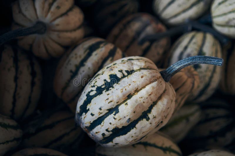 14,787 Jester Stock Photos - Free & Royalty-Free Stock Photos from ...