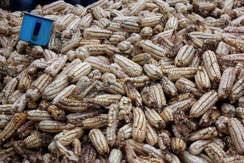 Rotten corn cob stock photo. Image of grow, corn, farming - 13015910