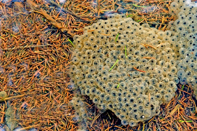 Spawn stock photo. Image of heap, eggs, frog, animal - 30174100