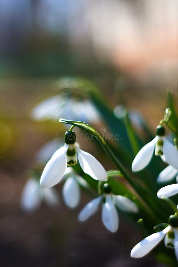 Closeup Heap of White Snowdrop Bush in a Spring Forest Stock Image ...