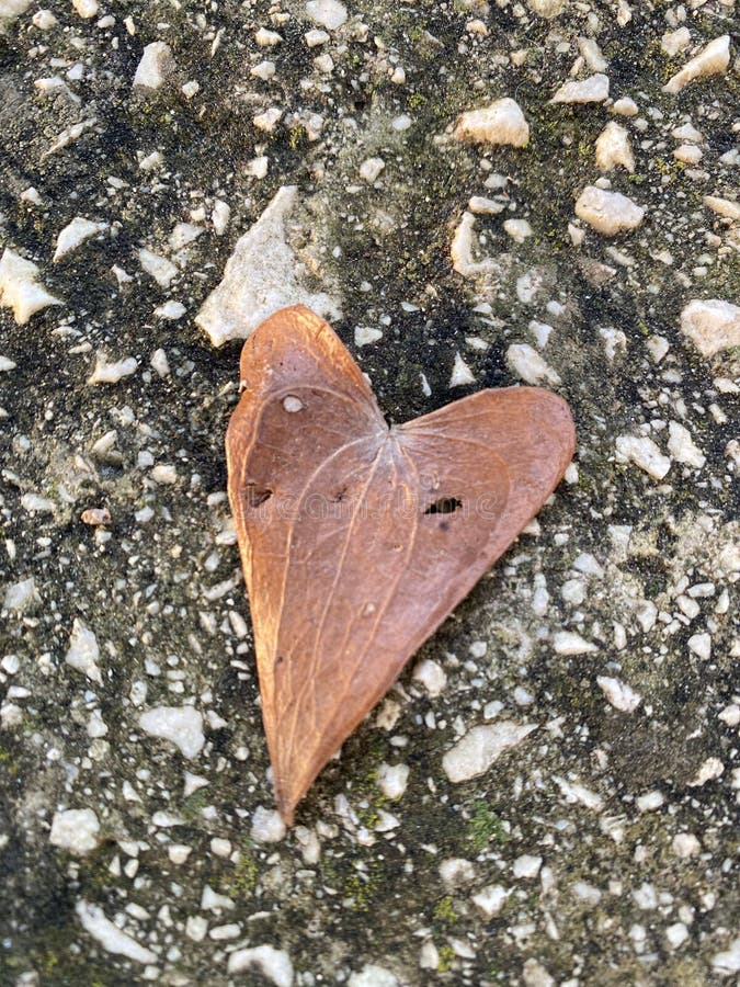 Closeup of a Heart Shaped Leaf on the Ground Stock Photo - Image of ...