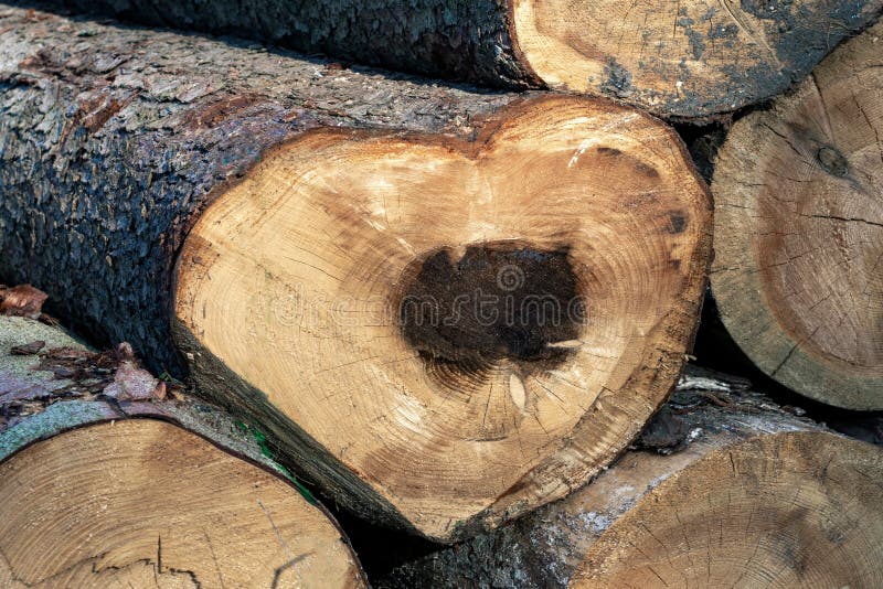 Closeup of a Heart-shaped Timber Log Stock Photo - Image of nature ...