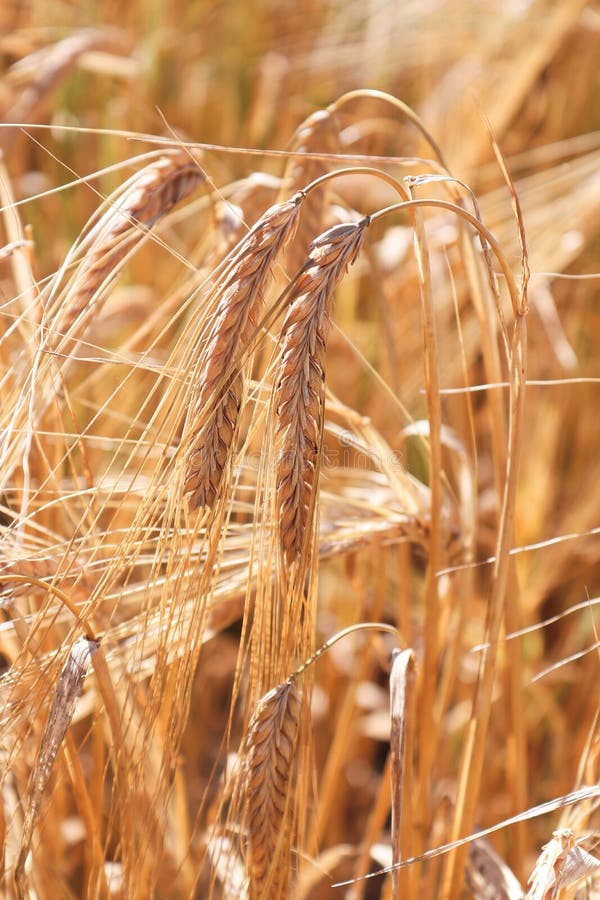 Closeup of Heavy Ripe Barley Heads in a Field Stock Photo - Image of ...