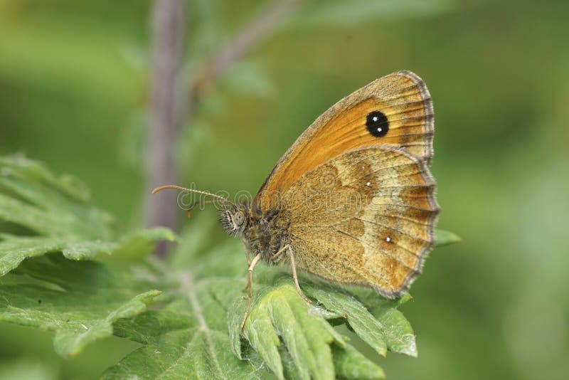 Closeup on a Brown Form of the Common Ground Hopper, Tetrix Undulata ...