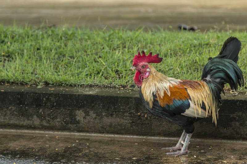 Closeup Hen stock photo. Image of australia, animal, domestic - 93170222