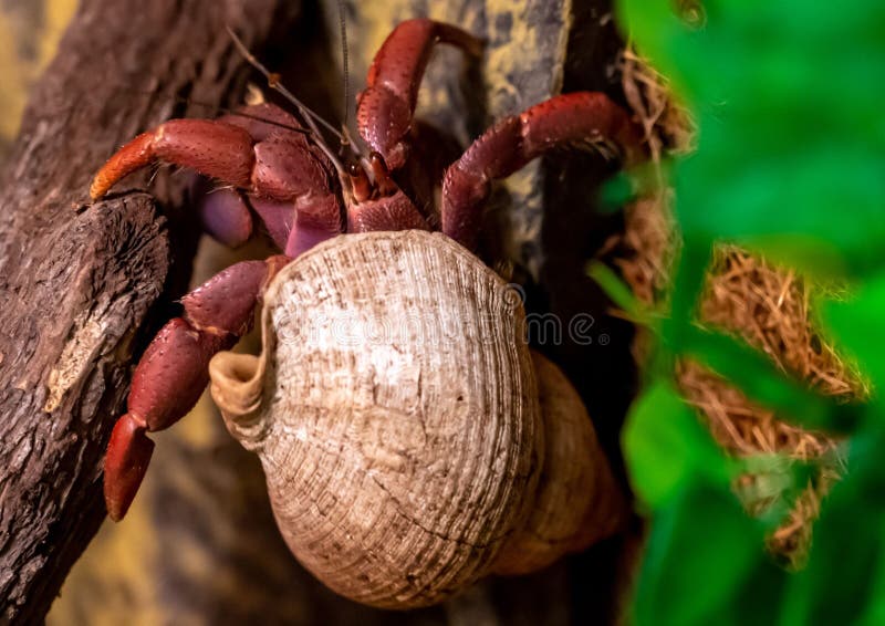 Closeup of a Hermit Crab on a Tree Stock Photo - Image of outdoor ...