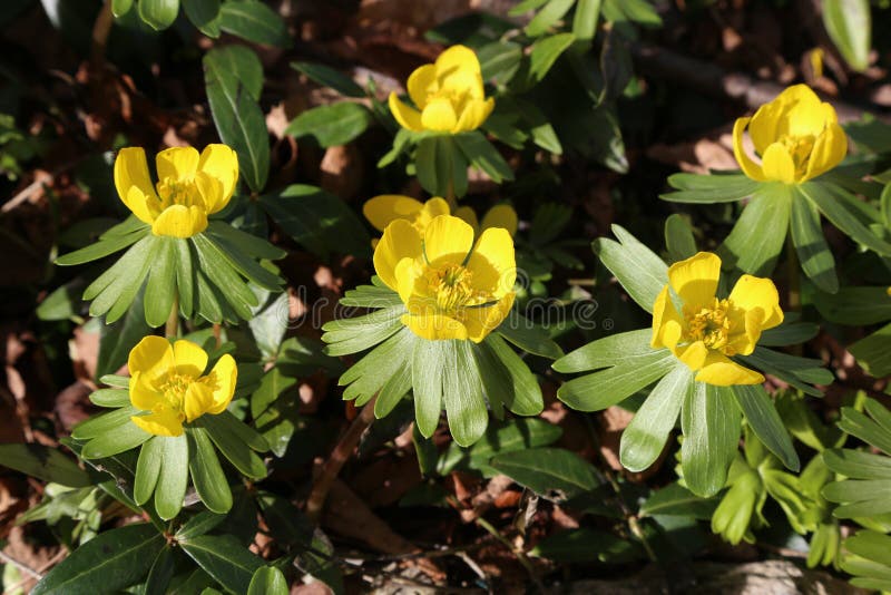 A Closeup of Aconite Flower in the Garden. Stock Image - Image of ...