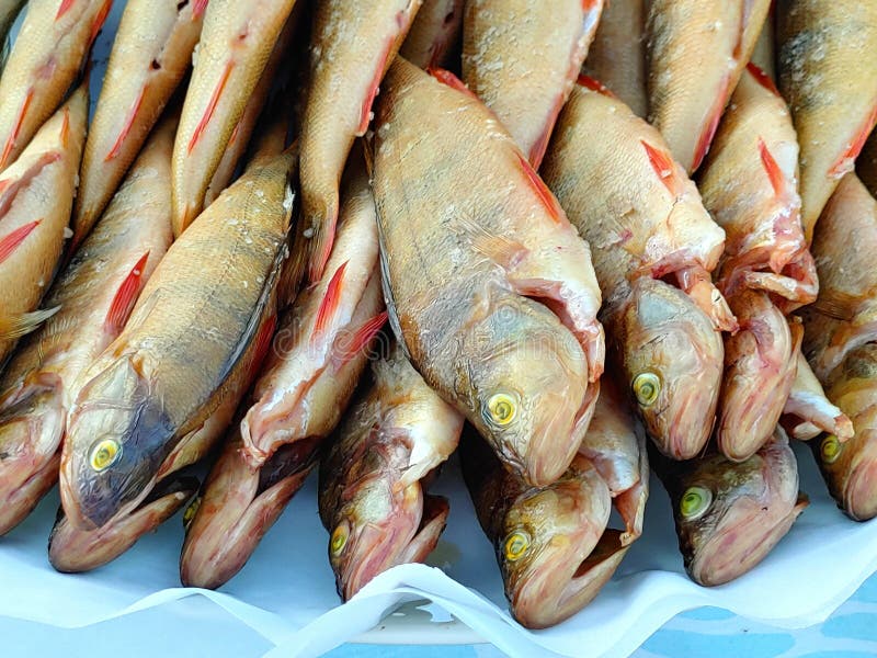 Closeup High Angle Shot of Fish at a Market Stock Image - Image of meal ...